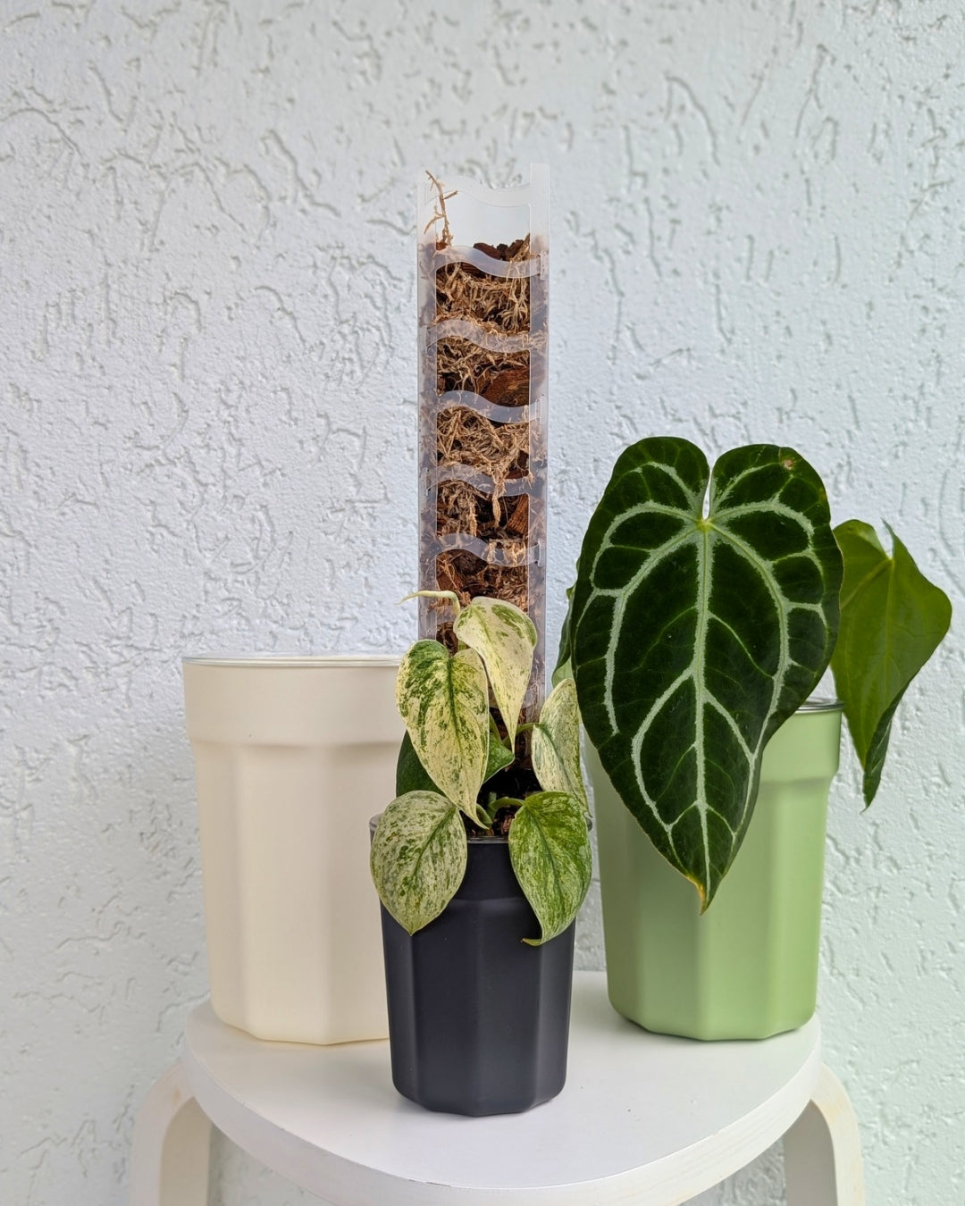 Twin Pot Set – Foliage Haven